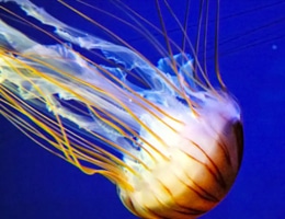 Scientists Try Using Mucus From Jellyfish To Clean The Seas | Zuckerman ...