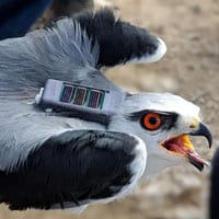 Big-data analyses of animal movements can help environment - Israeli ...