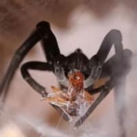 New species of spiders discovered in southern Israel | Zuckerman STEM ...